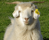 The Ten Most Expensive Fabrics - #7 Cashmere - The Quilt Show Quilting Blog